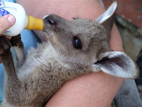 Kleine Kangaroos Känguru Tier Steckbrief Im Lexikon Srxq