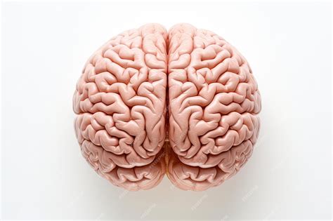 Premium Ai Image Bird S Eye View Of Brain Isolated On White