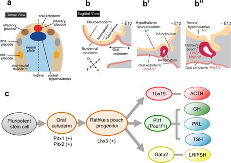 Diagram Of Pituitary Development A Dorsal View Of Neural Plate And Download Scientific