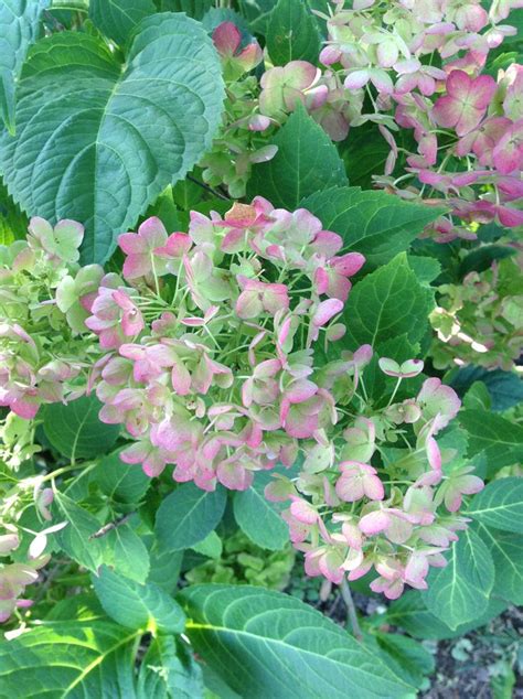 Blushing Bride Hydrangea Hydrangea