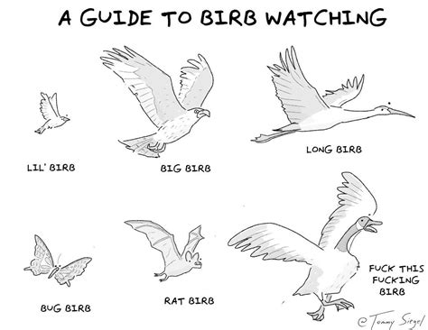 A Guide To Birb Watching [oc] Comics