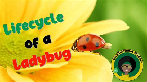 Life Cycle Of A Ladybug Video