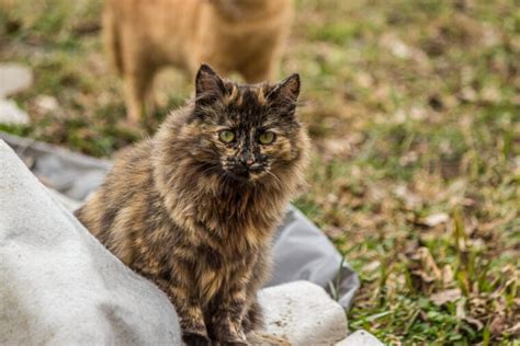 10 Long Haired Tortoiseshell Cat Breeds With Pictures Hepper