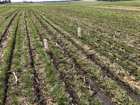 Injecting Manure Into Growing Cover Crops Can Cut Pollution Morning
