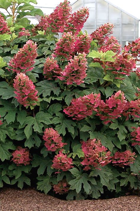 Buy Ruby Slippers Dwarf Oakleaf Hydrangea For Sale Online From Wilson