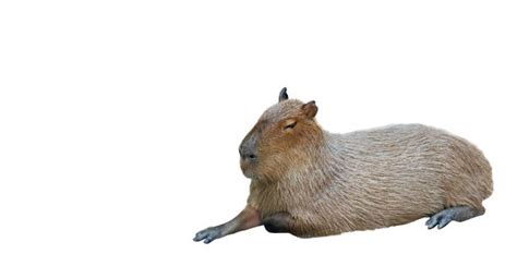 Fotos De Capibara Banco De Fotos E Imágenes De Stock Istock