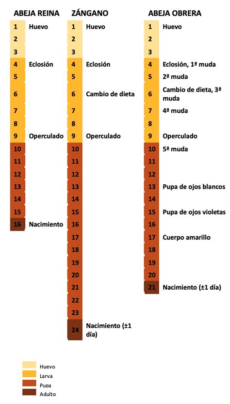 Roles Y Ciclo De Vida De Las Abejas En La Colmena Todo Lo Que Debes Saber