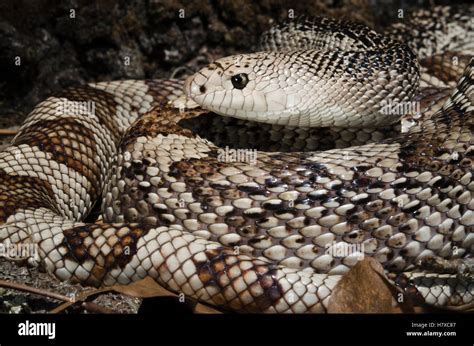 Southern Pinesnake Pituophis Melanoleucus Mugitus Native To The