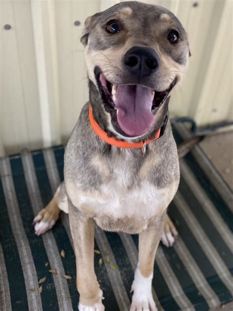Rspcas Lonsdale Shelter Over Capacity Turning Away Animals Nt News