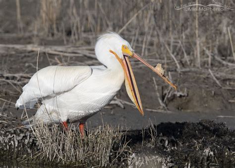 American White Pelican In Definitive Alternate Plumage Aka Breeding