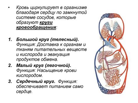 Сердечно сосудистая система Сердце Кровеносные сосуды Лимфатическая