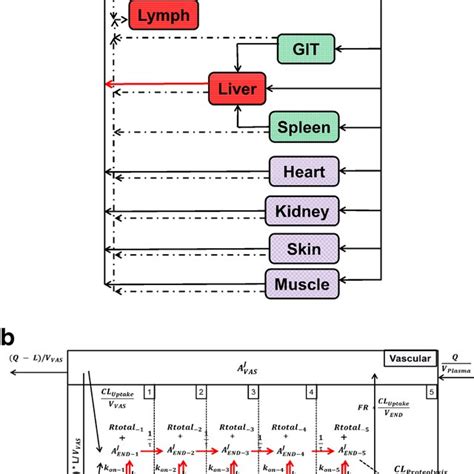 A Schematic Representation Of The Pbpk Model Of Mab Disposition Plasma