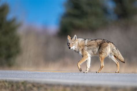 8 Things To Do If A Coyote Shows Up In Your Ohio Yard And 3 Things You