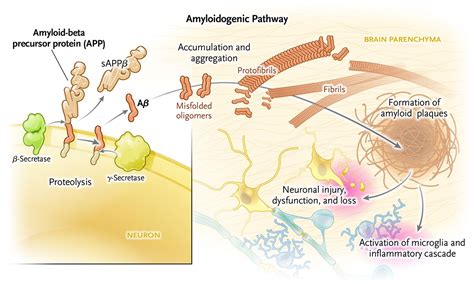 Amyloid Beta Aβ A Protein Derived From The Amyloid Beta Precursor Protein App That Is