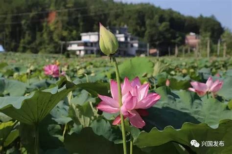 東村鄉春江村：脫貧攻堅新氣象，多措並舉譜新篇！ 每日頭條