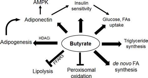 Schematic Summary Of The Effects Of Butyrate On Adipogenesis And Lipid