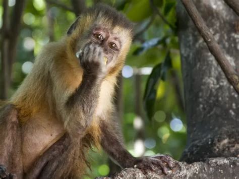 Mico Psk En Tu Dispositivo Ses Vinyes