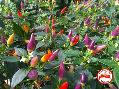Numex Twilight Fatalii Seeds