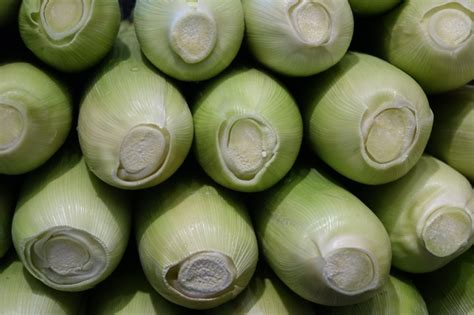 Guide To Easy Hydroponic Corn Dealzer Hydroponics