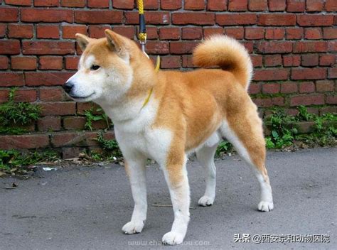 史上最萌柴犬来了 柴豆豆柴犬