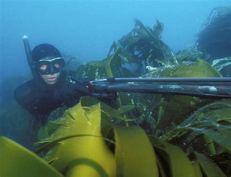 Fédération Ffpsa Chasse Sous Marine En Apnée
