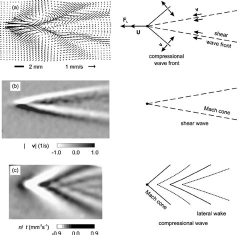 The Compressional And Shear Wave Mach Cones Excited Simultaneously