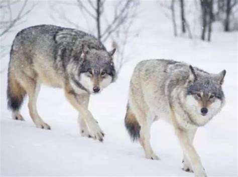 The Norwegian Wolf Is Officially Extinct