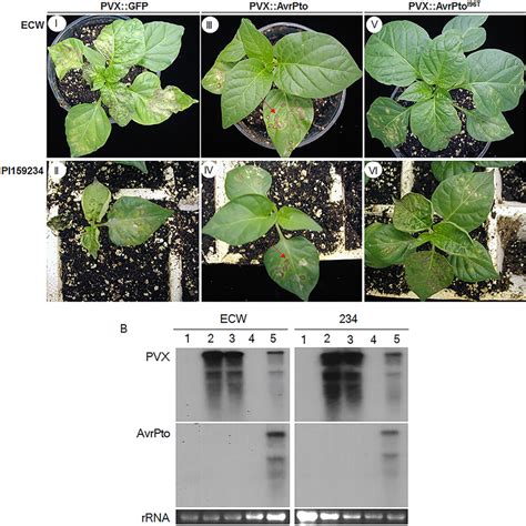 Pepper Seedlings Inoculated With Pvx Vectors For Expression Of Gfp