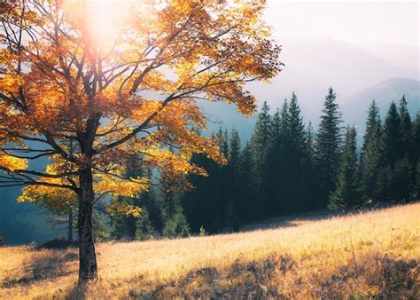 Premium Photo Fall Colors Tree