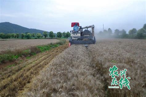 信阳：“龙口夺粮”抢收忙 河南农业科技信息网
