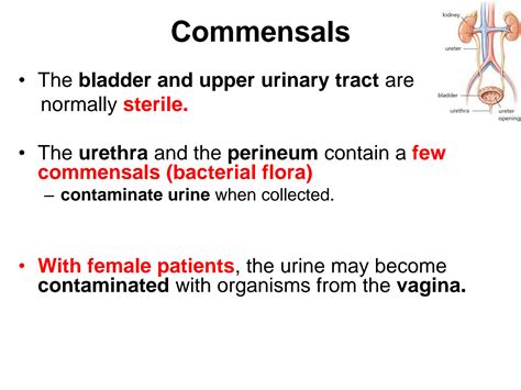 SOLUTION Laboratory Urinary Tract Examination Of Urine Inv Midterm Exam With Solution Faculty