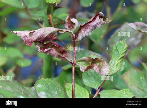 La Maladie Fongique Le Mildiou Poudreux Sur Une Plante De Rose Plaque