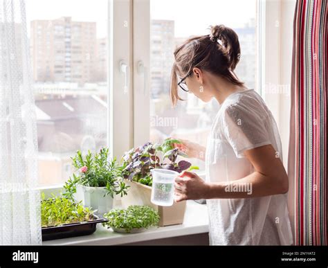 Woman Is Watering Houseplants And Microgreens On Windowsill Growing