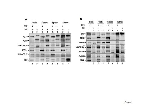 Immunoblot Analyses Showing Presence And Level Of Expression Of
