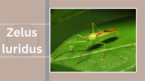 17 Types Of Assassin Bug Identification With Pictures