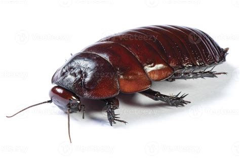 Giant Burrowing Cockroach Macropanesthia Rhinoceros Juveniles