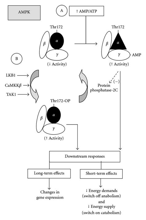 Regulation Of Amp Activated Protein Kinase Ampk By A Direct
