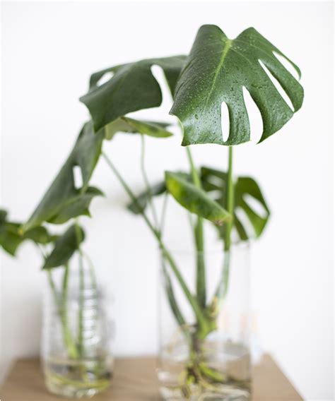 Can You Grow A Monstera In Water Expert Tips For