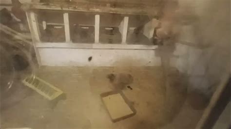 Moja Wieczorna Rutyna U Kur🐔 ️ Youtube