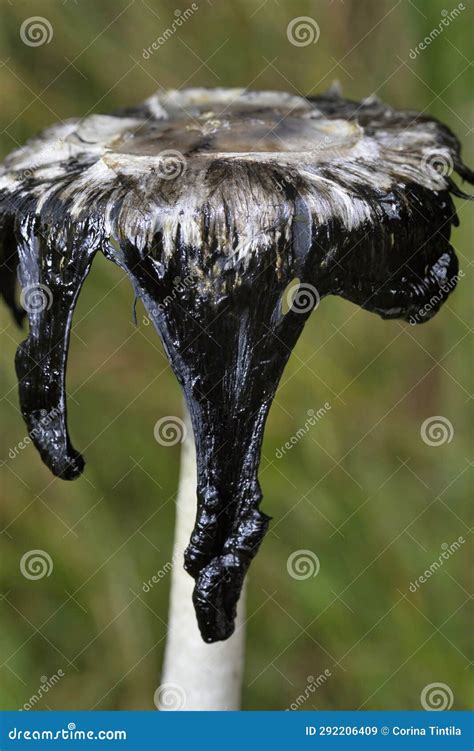 Coprinus Comatus Details Of The Cap While Releasing The Spores Stock
