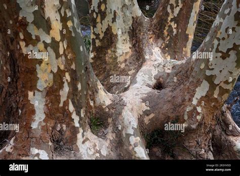 Huge Hybrid Plane Tree Platanus Species With Quadruple Tree Trunk And