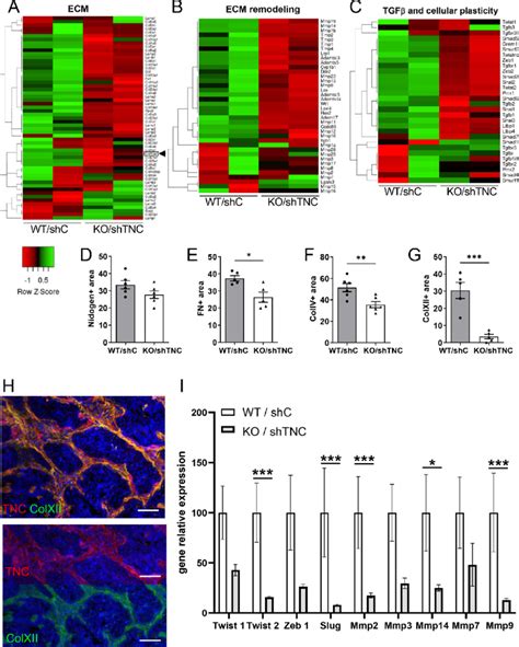 Tenascin C Tnc Levels Govern Expression Of Genes Coding For