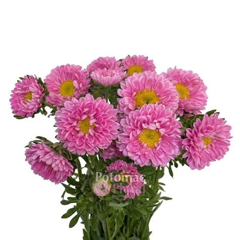 Pink Aster