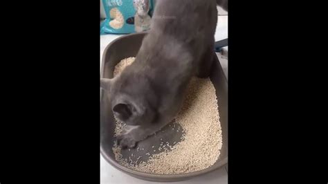 Laugh Out Loud Moments With Silly Cats One News Page Video