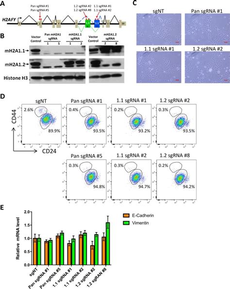 Histone Variant Macroh2a1 Plays An Isoform Specific Role In Suppressing Epithelial Mesenchymal