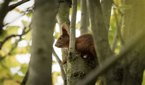 5 241 Cute Tiny Squirrel Royalty Free Photos And Stock Images Shutterstock