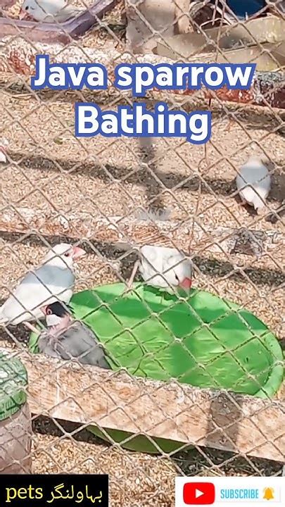 Java Sparrow Bathingshorts Shortsvideo Javasetup Javalover