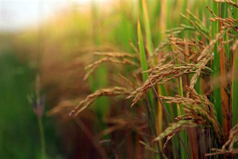Rains Delay Paddy Harvesting In Parts Of Punjab Farm Fires To Rebound