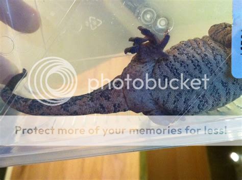 Help Sexing Gargoyle Gecko Reptile Forums