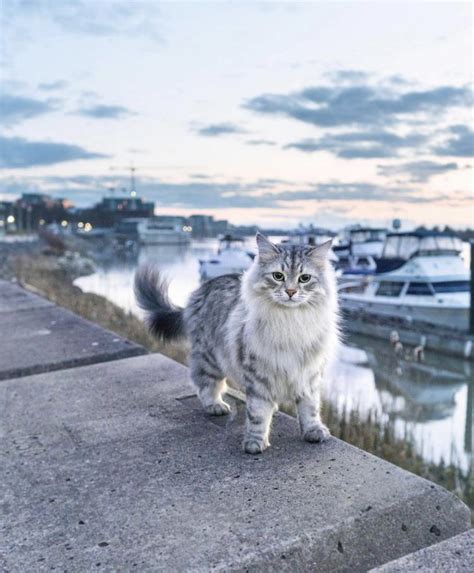 💙🤍💙 R Cats
